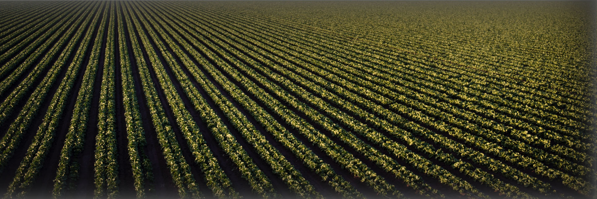 About Us - Ground Level Inc