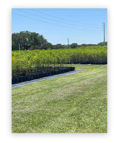 Ecosystem Restoration & Maintenance - Ground Level Inc